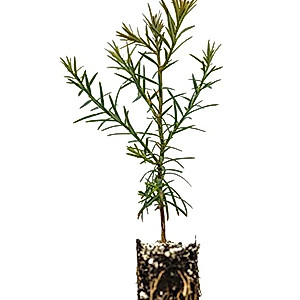Coast Redwood | Small Tree Seedling | The Jonsteen Company