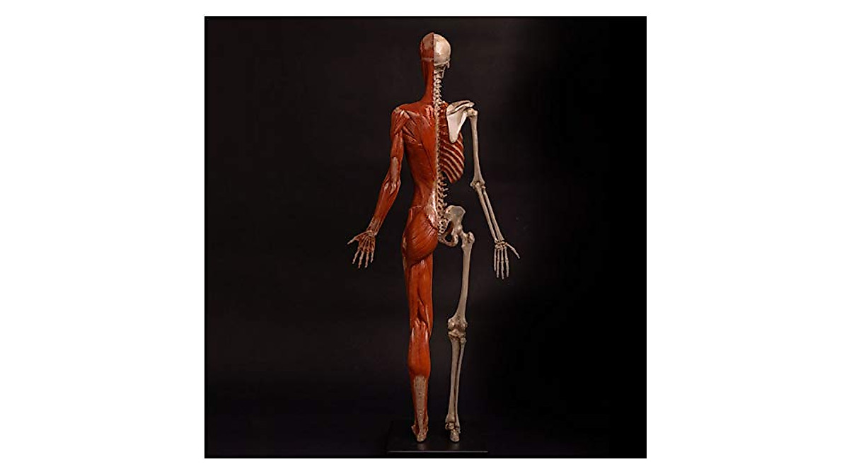 Female Anatomy Model for Art & Medical Study | Durable & Accurate