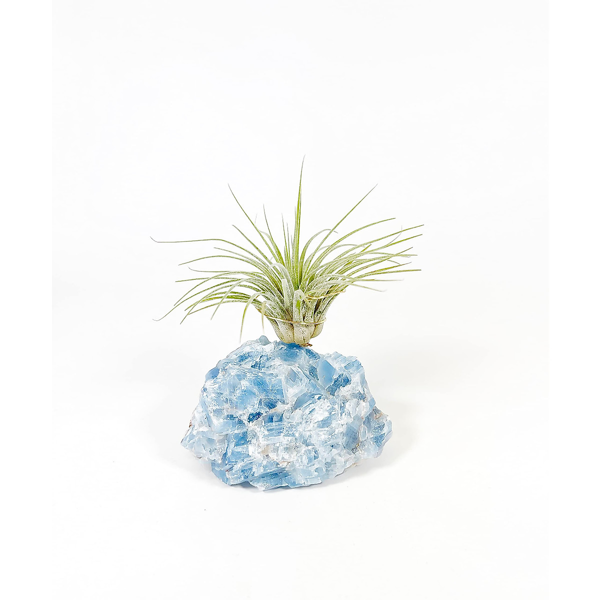 Thoughtful Birthday Gift for Plant and Crystal Lovers Blue Calcite Crystal Air Plant Holder Includes Air Plant and Gift Box Unique Meaningful Gift for Best Friend Girl Friend Boyfriend