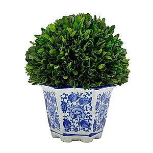 Galt International Preserved Natural Boxwood in Ceramic Pot - Plant and Table Centerpiece - Stunning Greenery and Plant Decor for Home - Blue & White - 9.5” Tall