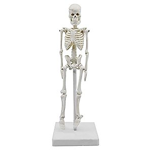 Miniature Human Skeleton Model, 8" Tall - with Mount & Stand - Anatomical Model, Articulated, Flexible Joints - Eisco Labs