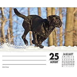 Just Labs 2021 Box Calendar (Dog Breed Calendar)