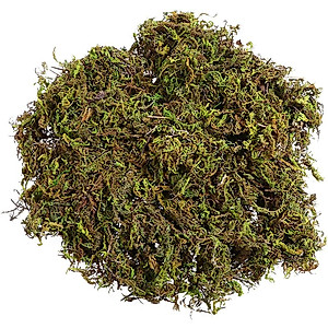 BESPORTBLE 60g Lifelike Artificial Moss Plants Fake Green Lichen Fake Lichen Green Plants for Home Garden Patio Decoration