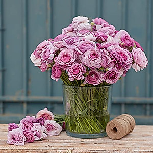 Ranunculus Bulbs - Purple Jean - 100 Bulbs - Purple Flower Bulbs, Corm Attracts Bees, Attracts Pollinators, Easy to Grow & Maintain, Fragrant, Container Garden