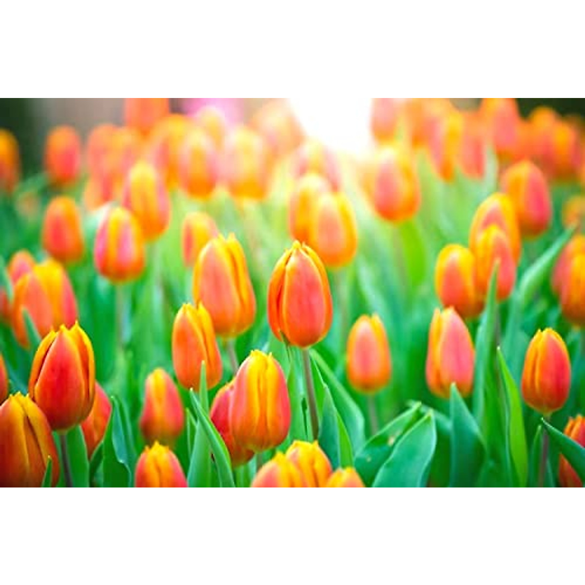 25 Orange Tulip Tubers for Planting Ornaments Perennial Garden Simple to Grow Pots Gifts