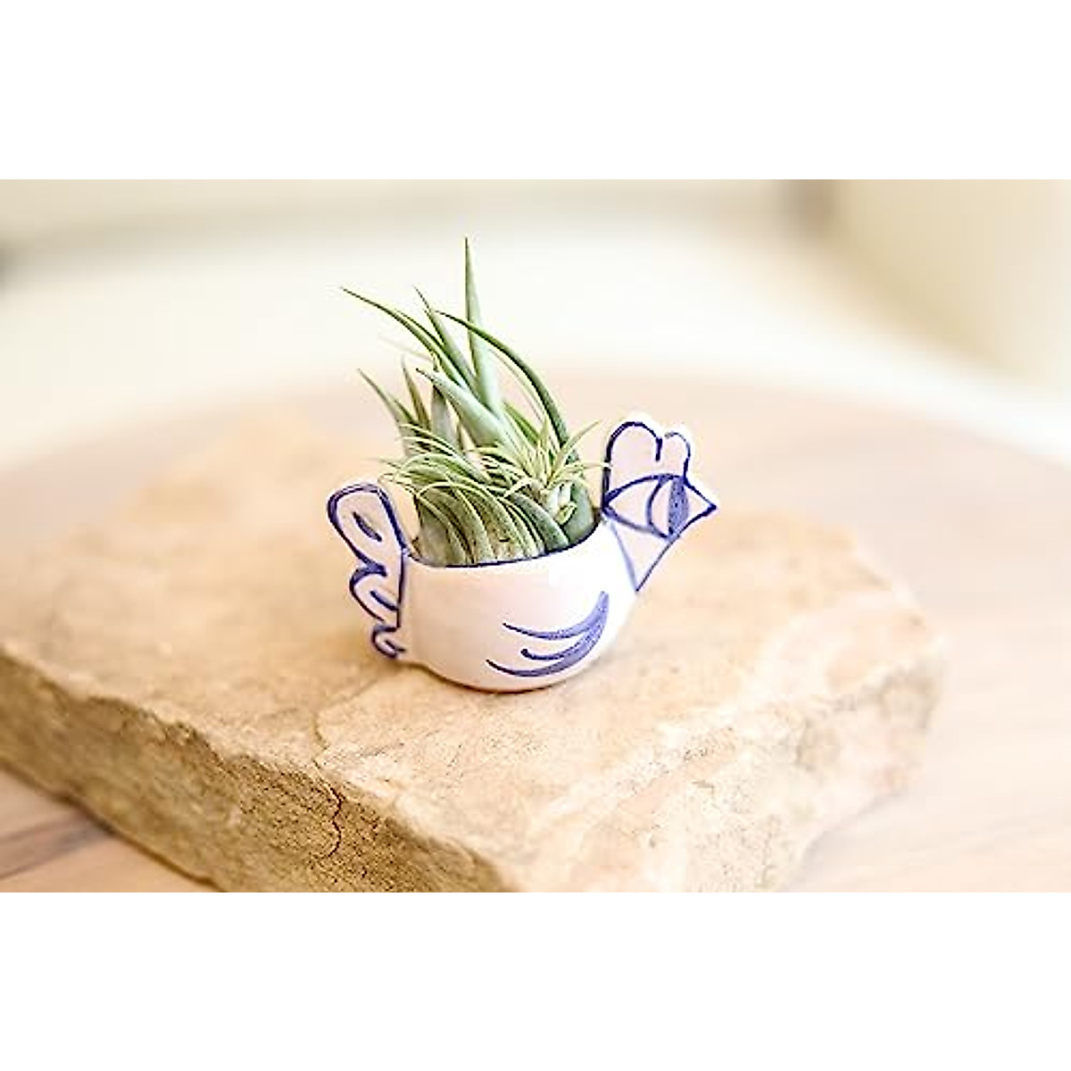 Tillandsia Air Plants Live Indoor Plants (6PK), Airplants Variety Live Plant Kit, Tropical Plants Live Houseplants, Air Plant Live Succulents Plants Live Plants Indoor House Plants by Plants for Pets