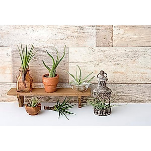 Air Plant Low Light House Plants Box (3PK) Tillandsia Air Plants Live Houseplants Live Indoor Plants Live Succulents Plants Live Terrarium Plants Live, Air Plant Holder Airplant Kit by Plants for Pets