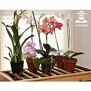 O-FarFarm Orchid Potting Mix 1 qt, Mixture of Orchid Bark, Perlite, Clay Pebble, and Sphagnum Moss, Premium Grade Recipe for Proper Root Development, Fits for Phalaenopsis, Cattleyas, Dendrobiums etc