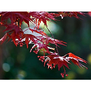 Red Japanese Maple - Live Plant 2-3 feet Tall - Deep Red Leaves