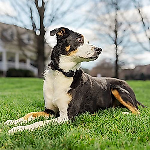 PetSafe 3/4 Replacement Collar Strap with no Holes, for PetSafe Bark, Wireless Fence, In-Ground Fence and Pawz Away Collars, Black