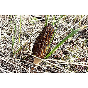 100pcs Seeds Morel Black Mushroom Mycelium Spawn Grow Bonsai Dried Spores for Planting Non GMO