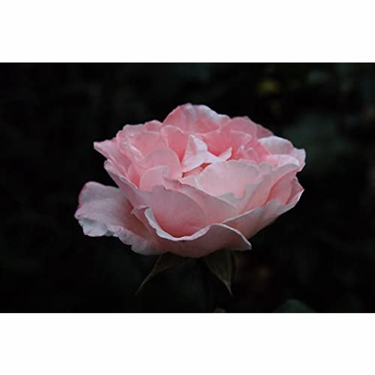 govedic Rose Water for Cooking, Baking, Cocktails | 100% Food Grade Rose Water | Face & Hair Care | Steam-Distilled Edible Damask Rose | 100 ml 3.38 Oz