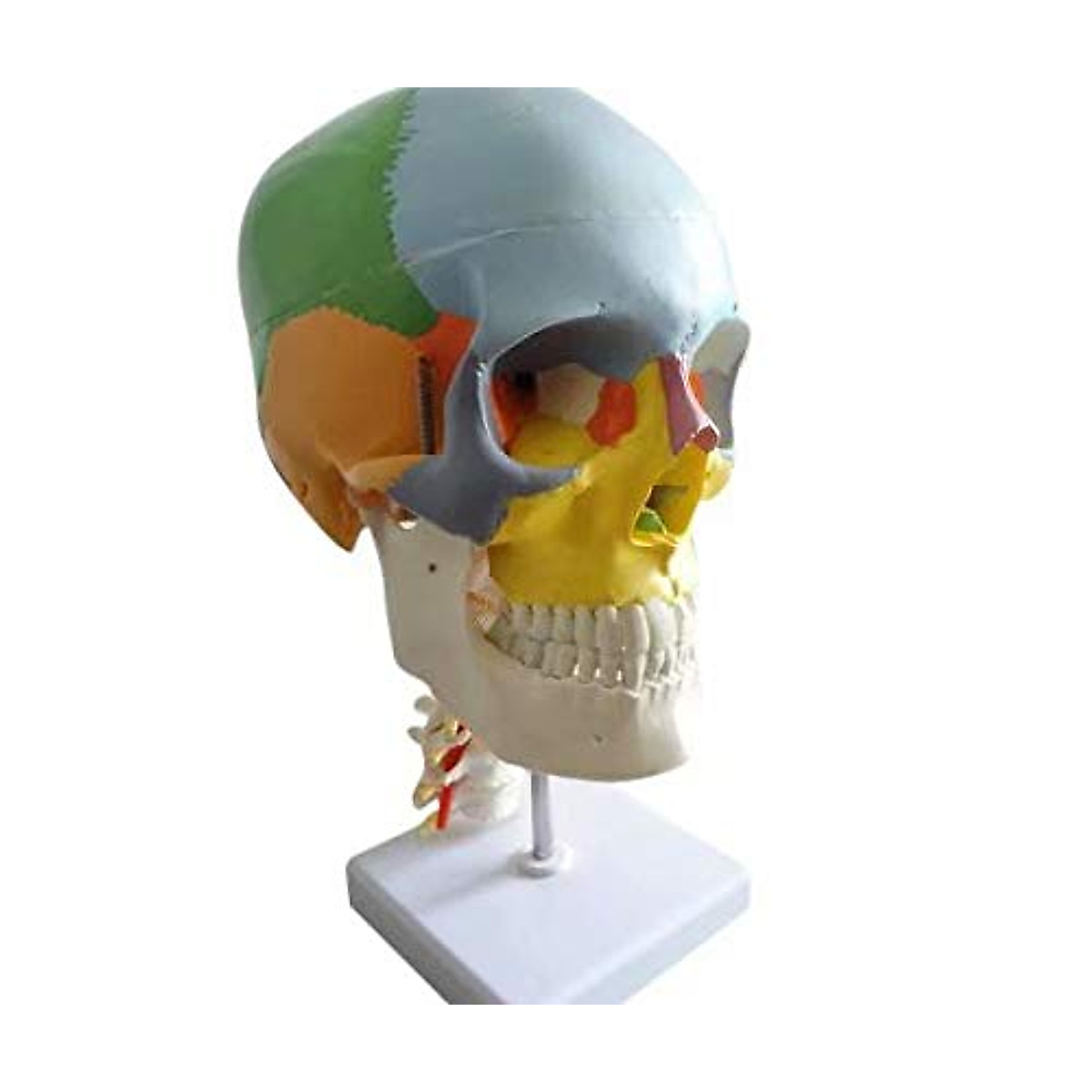 Global-Dental Human Skull Anatomical Teaching Model with 7 Cervical Vertebrae Nerve and Artery with Stand