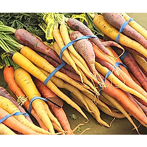 Rainbow Blend Carrot Heirloom Seeds - B258 (150 Seeds, 1/4 Gram)