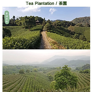 West Lake Longjing Tea(Yu Qian),Fresh Dragon Well Green Tea Leaf picked Before Grain Rain Day,Tea Farmer Direct Sale,250g/8.8 oz.,雨前龙井