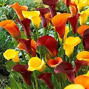 Calla Lily Bulbs - Hot Mix - Bag of 25, Mid Summer/Mixed Red/Orange/Yellow Flowers