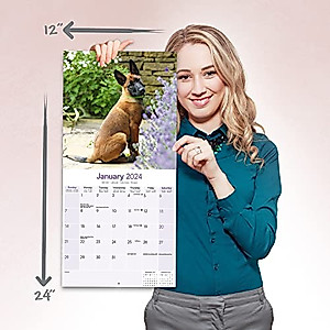 Belgian Shepherd Calendar - Dog Breed Calendars - 2023 - 2024 wall calendars - 16 Month by Avonside
