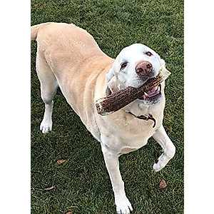 1-X Large Antler, Split, Single Pack - XL All Natural Premium Grade A. Antler Chew. Naturally Shed, Hand-Picked, and Made in The USA. NO Odor, NO Mess. Guaranteed Satisfaction. for Dogs 45+LBSL