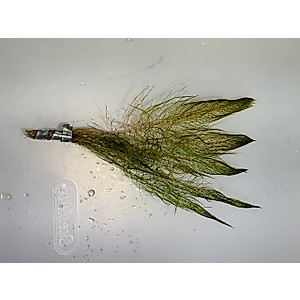 Marcus Fish Tanks Red Myrio Myriophyllum Heterophyllum Foxtail Watermilfoil Live Aquarium Plants