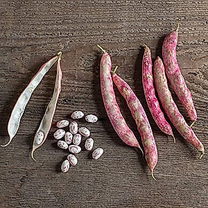 David's Garden Seeds Bean Dry Flambo FBA-00020 (Red) 50 Non-GMO, Open Pollinated Seeds