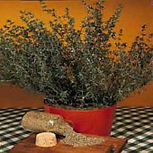 English Thyme Seeds (20+ Seeds) | Non GMO | Vegetable Fruit Herb Flower Seeds for Planting | Home Garden Greenhouse Pack