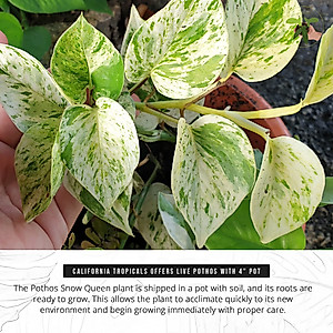 California Tropicals Pothos Snow Queen - 4" Live Plant - Variegated White and Green Leaves - Easy to Care for - Perfect for Indoor and Outdoor Home Decor, Office, and Gift - Pot Included