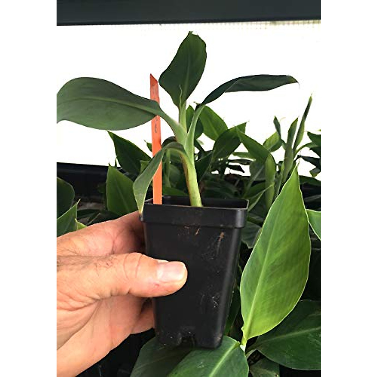 Grand Nain Chiquita Banana Tree - Live Dwarf Banana Plant