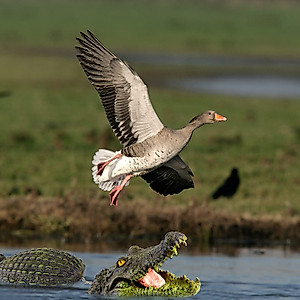 Sotiff 31.5 Inches Floating Alligator Decoy Floating Crocodile Decoy for Pool Fake Alligator Pool Float Statue Toy Garden Animal Figurines Water Pond Decorations for Pond Outdoor Yard, Green