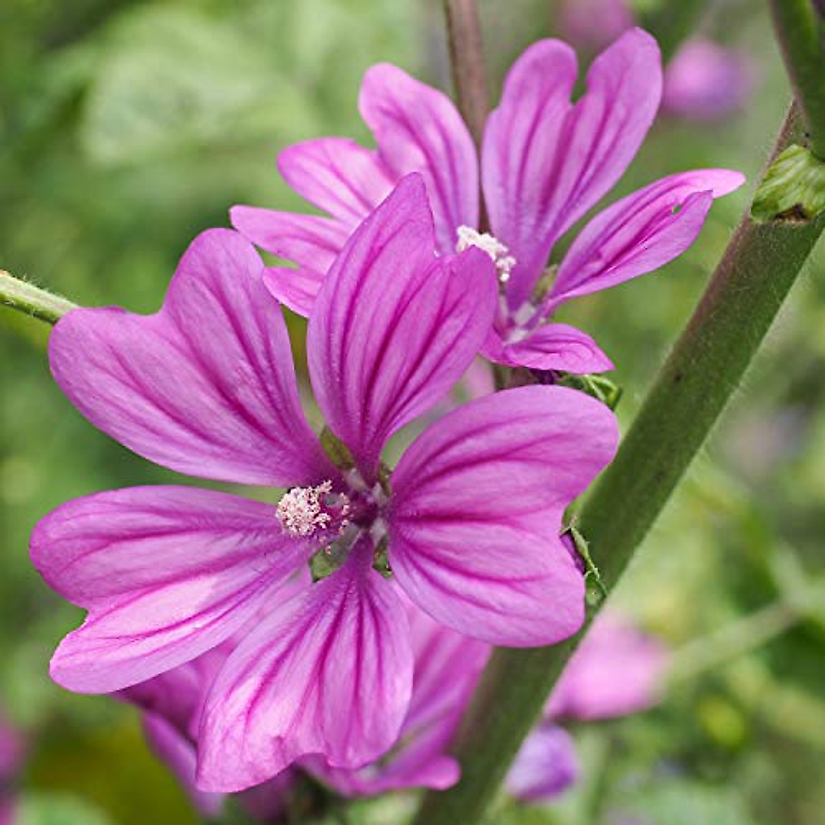 Outsidepride Malva Sylvestris French Hollyhock Zebrina Plant Garden Flower Seed - 500 Seeds