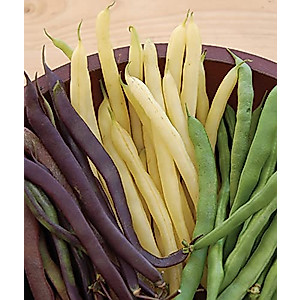 Burpee Three Color Blend Bush Bean Seeds 2 ounces of seed