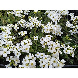 zcbang Creeping Thyme Seeds Mixed Color 200+Pcs Cress Perennial Ground Garden Cover Flowers