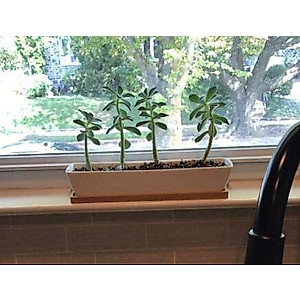 11inch Long Rectangle White Ceramic Succulent Planter Pots/Mini Flower Plant Containers with Bamboo Saucers. Product Size:11x2.36x1.77inch,not Include The Plant. (Long Rectangle)