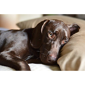 Hip and Joint Supplements - Dog Hip and Joint Support - Premium Formula - Dog Bites Healthy - msm for Pets - 2 Bottle (240 Chews)