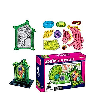Teaching Model, Anatomy Model for Students, Detailed Plant Cell Anatomy Model - 24 Detachable Parts, Cross-Section Plant Cell Model, Plant Anatomy, Science Classroom Accessories (Age 8+) Anatomy Biolo