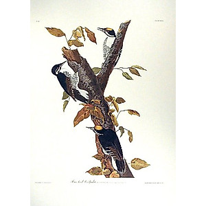 Three-toed Woodpecker. From"The Birds of America" (Amsterdam Edition)