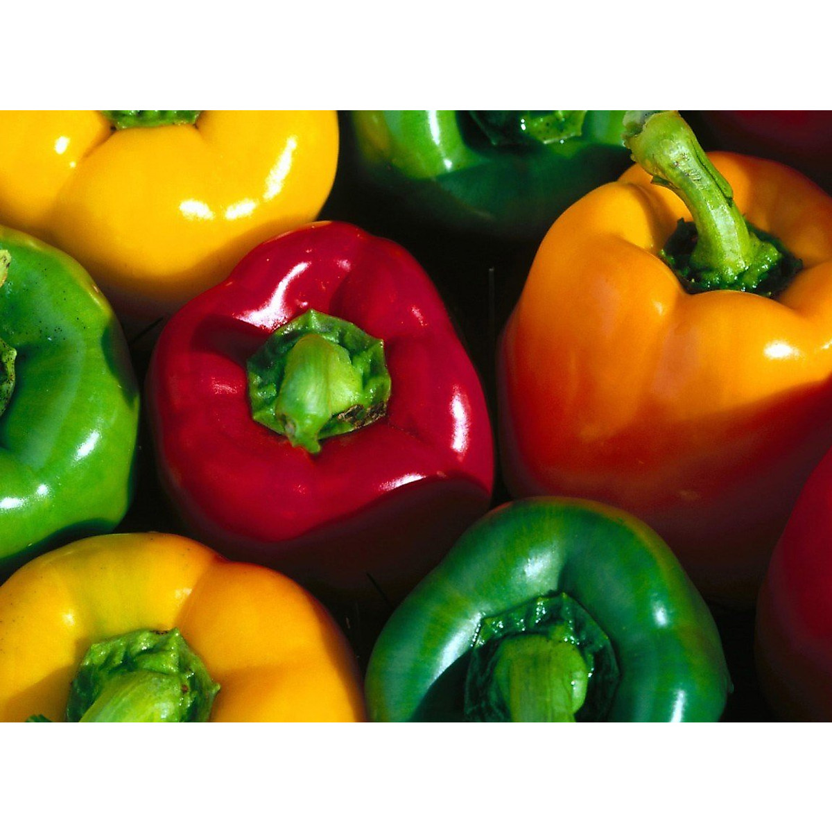 NIKA SEEDS - Seeds Vegetable Sweet Bell Pepper Rainbow Mix - 30 Seeds