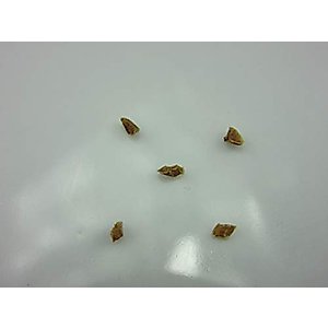 1203-Cocono (Solanum Topiro) Seeds by Robsrareandgiantseeds UPC0764425788560 Non-GMO,Organic,Historic Plants, Bonsai, Tropical Fruit,1203 Package of 5 Seeds