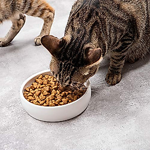 Ceramic Pet Bowl for Cats,Classic Ceramic Cat Dish Dog Bowls for Food and Water,12 Liquid Ounce