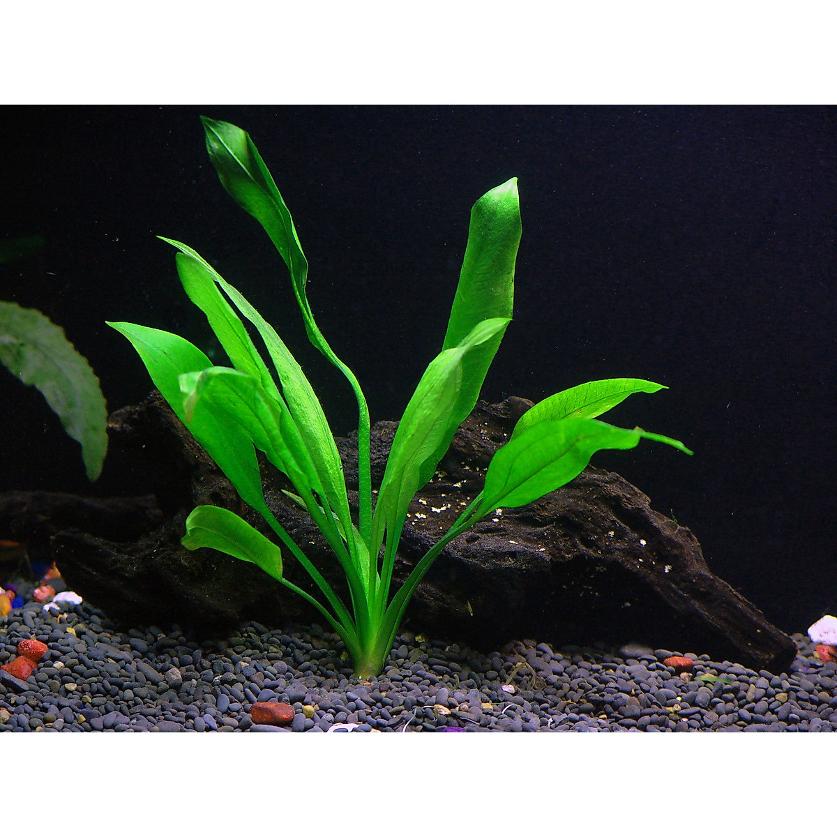 Large Amazon Bleheri Sword 18-24 inches Tall | Live Freshwater Aquatic Plant