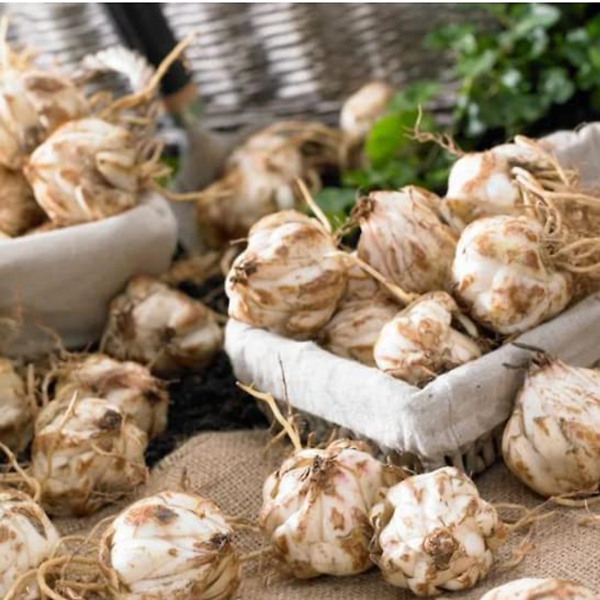 5 Stargazer Lily Bulbs for Planting Perennial, Lily Bulbs for Spring Planting, Lilies Flower Bulbs Outdoors Garden