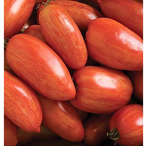 Speckled Roman Tomato Seeds for Planting, 100+ Heirloom Seeds Per Packet, (Isla's Garden Seeds), Non GMO Seeds, Botanical Name: Lycopersicon lycopersicum, Great Home Garden Gift