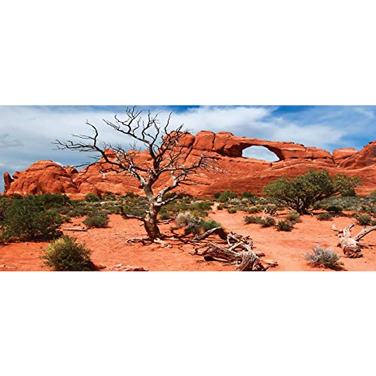 CAROLINA CUSTOM CAGES Reptile Habitat Background, Arch with Tree, 15.75" x 36"