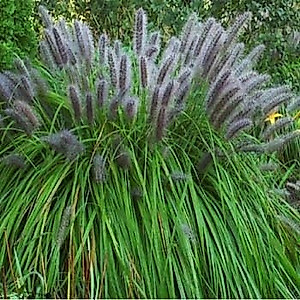 Outsidepride Pennisetum Chinese Black Fountain Ornamental Grass for Beds, Borders, & Containers - 100 Seeds