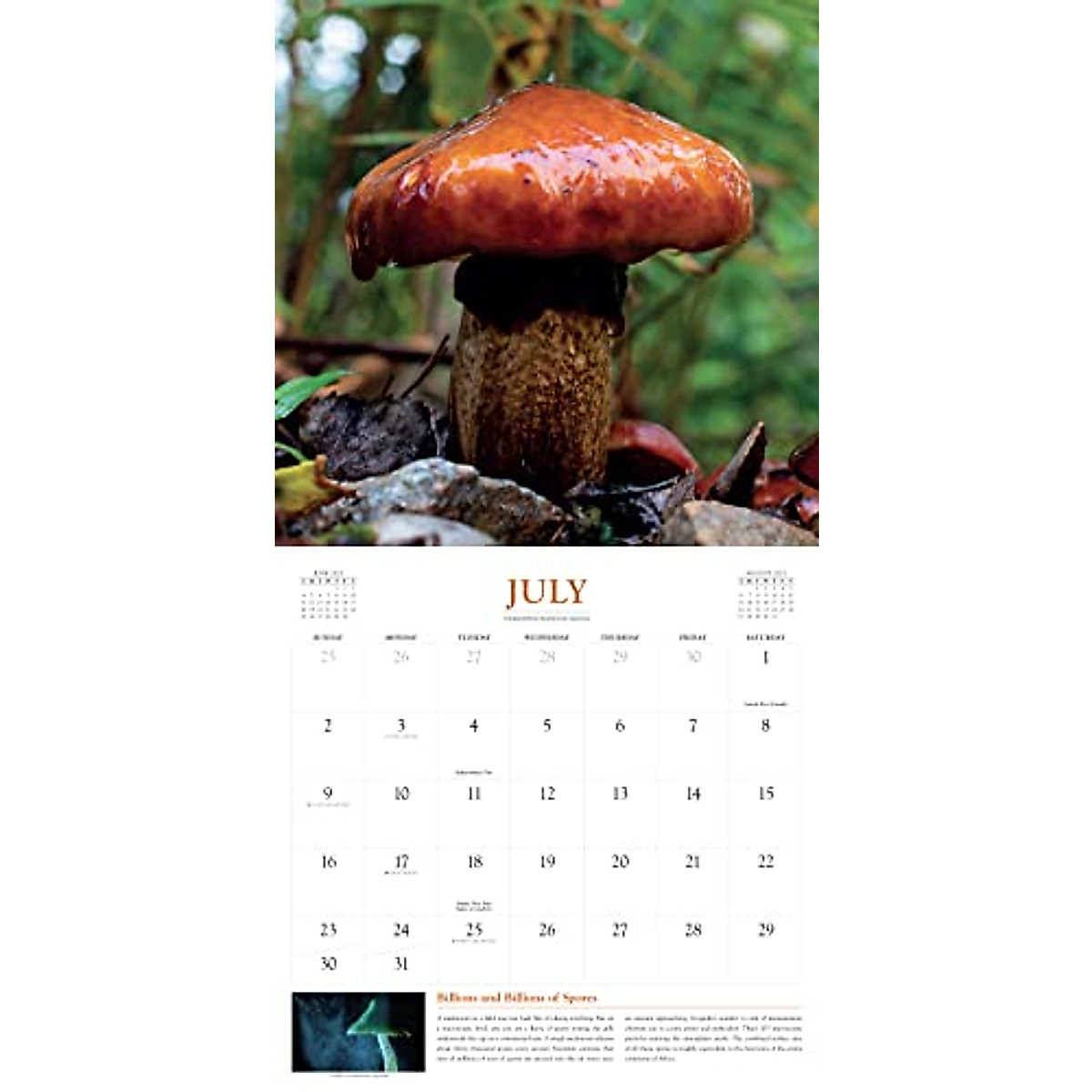 Fantastic Fungi Wall Calendar 2023: For Mycologists, Artists, Foodies, Ecologists, Doctors, and Explorers