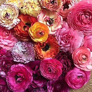 Ranunculus Bulbs - Happy Mix - 100 Bulbs - Mixed Flower Bulbs, Corm Attracts Bees, Attracts Pollinators, Easy to Grow & Maintain, Fragrant, Container Garden