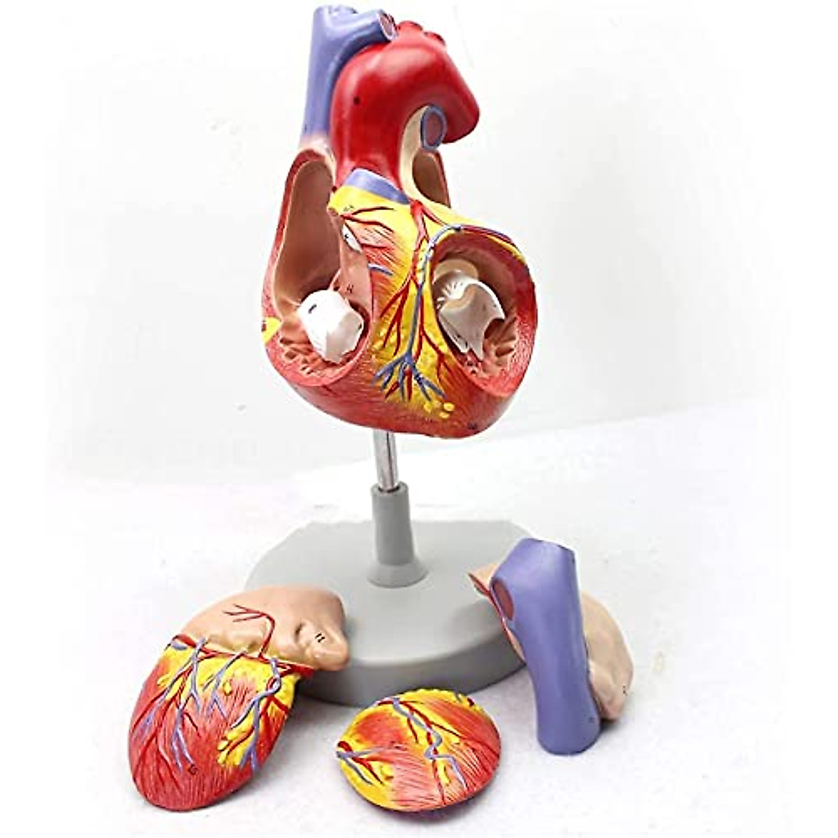 VEKETE Educational Model Enlarged Version of Human Heart Anatomical Model, Medical Teaching Heart, Suitable for Human Internal Organs Anatomy Science Classroom Research Tea