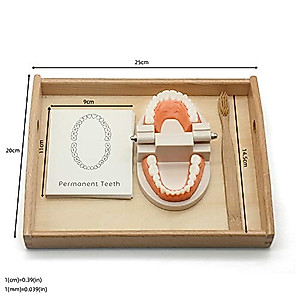 MEROCO Montessori Practical Life Brushing Teeth Model and Cards Montessori Homeschool Learning Preschool Toys for Toddlers