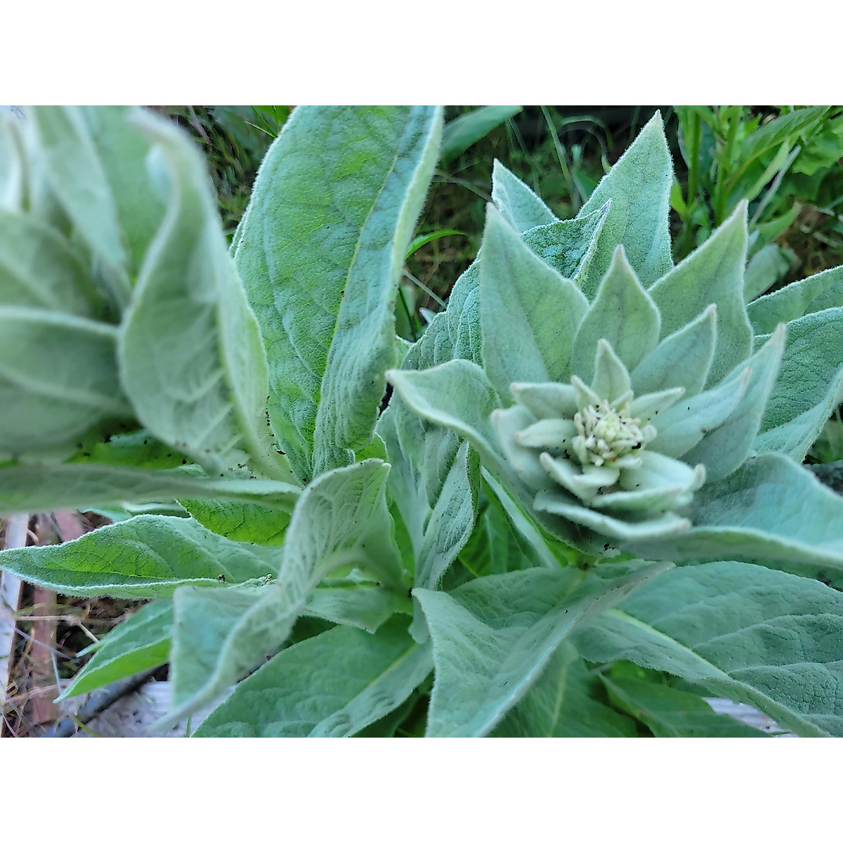 1000 Great Mullein Seeds (Verbascum Thapsus)