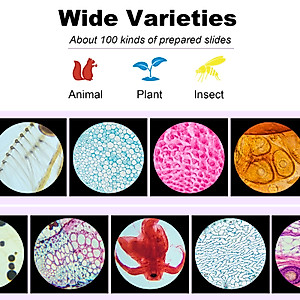 100 Pcs Microscope Slides with Specimens for Kids,Prepared Microscope Slides for Kids,Prepared Slides for Microscope,Microscope with Slides for Student Adults, Including Insect, Animal, Human Tissue