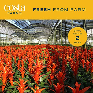 Costa Farms Bromeliad, Flowering Live Indoor Plant in Modern Flower Pot, Houseplant with Flowers in Potting Soil, Grower's Choice, New House Gift, Home or Room Decor, 20-Inches Tall